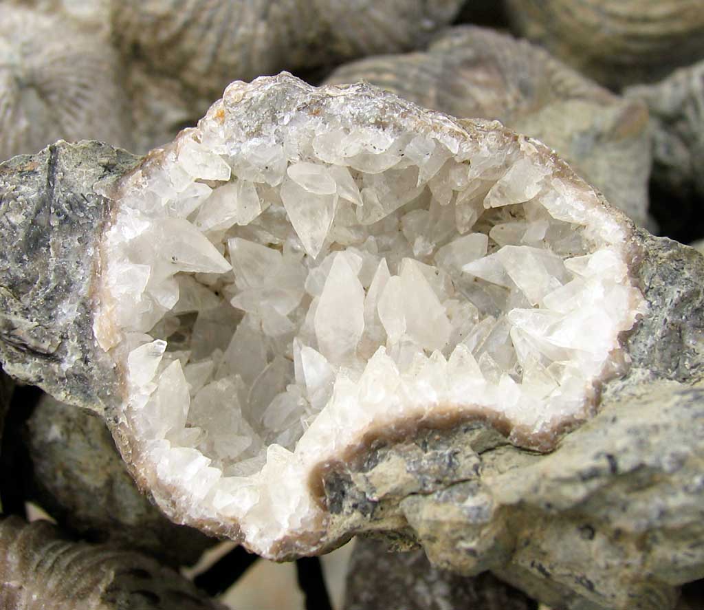 Louisville Fossils and Beyond: Calcite Filled Platystrophia Brachiopod