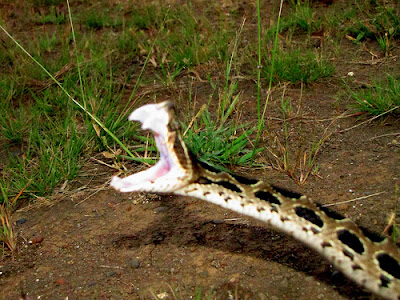 Snakes of India: Russell's Viper