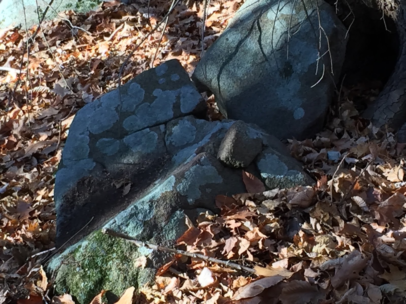 A New England Woodland: Rock Designs