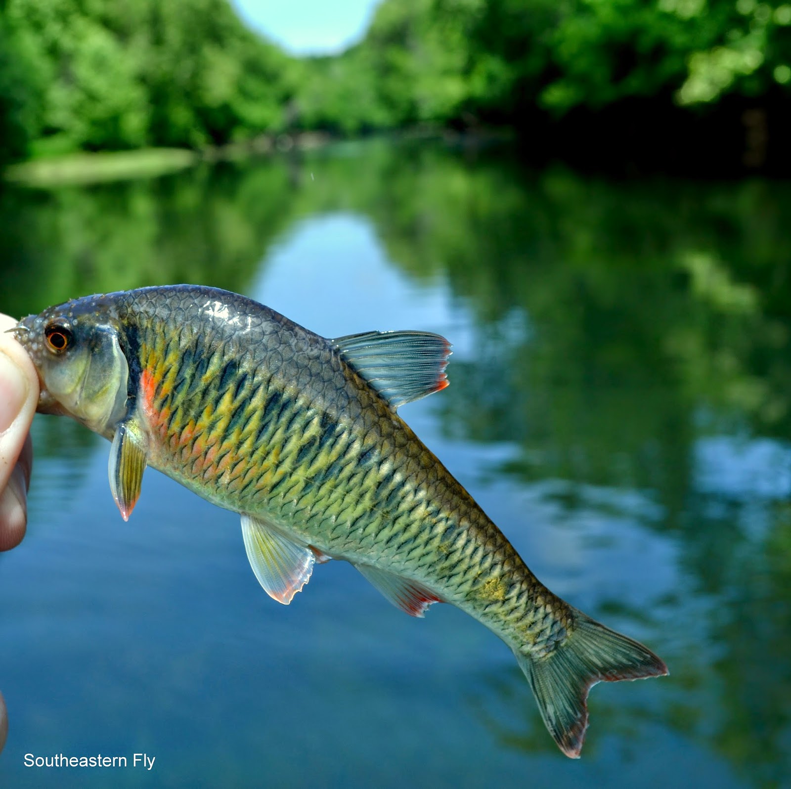 Southeastern Fly: Elk River Fishing