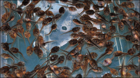 EKOGEO: KATAK : AMPHIBI YANG HIDUP DI SEMUA HABITAT