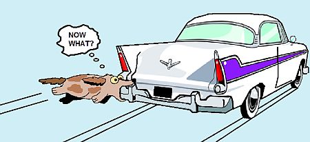 rashbre central: plain bananas and dogs chasing cars