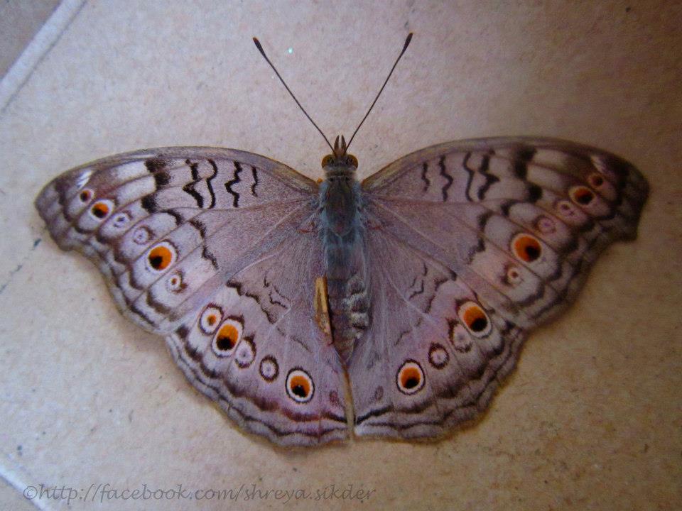 Let's Walk Together And Explore The World. Shall We? : Some shots of ...