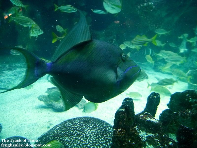 New England Aquarium - Giant Ocean Tank | The Track of Time