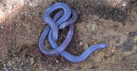 How Did Worm Lizards Get Dispersed?