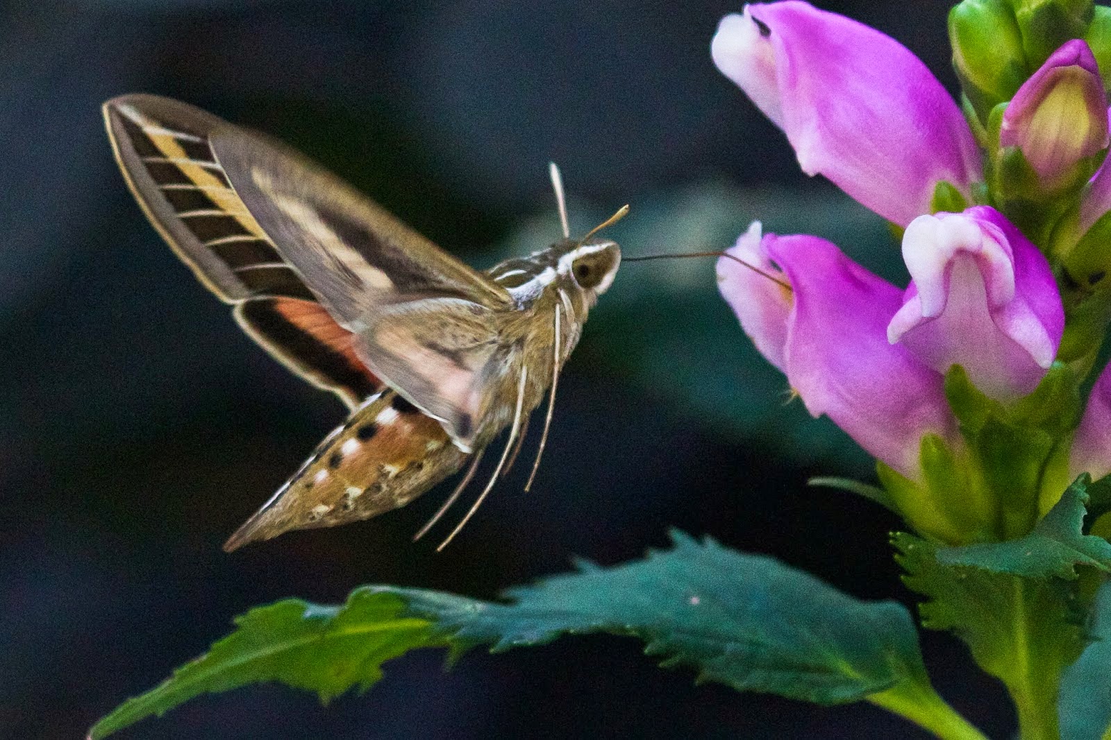 Today's Positive Thoughts: The Hummingbirds Are Back!