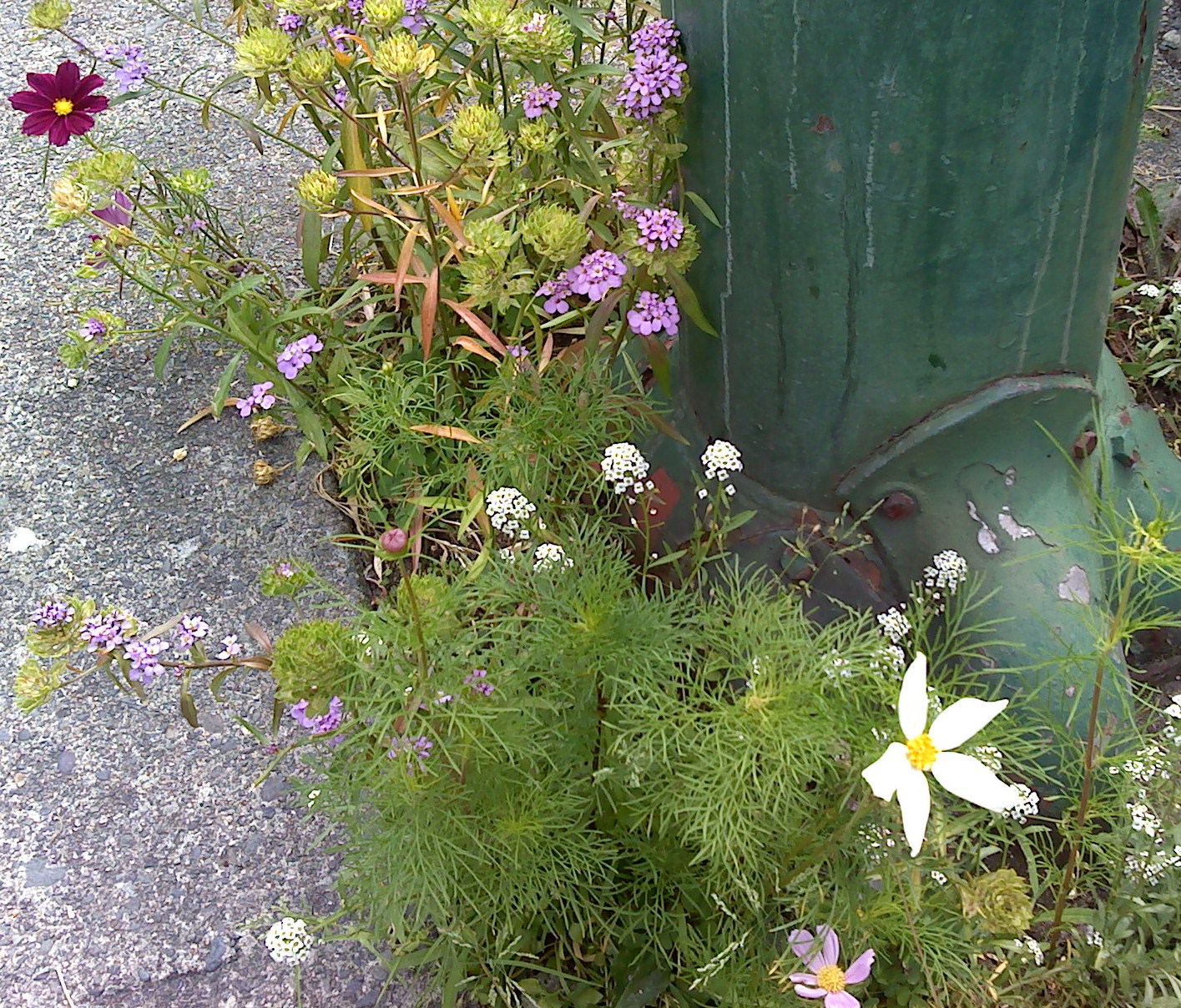 Essay-eh: Because of the relentless persistence of plants