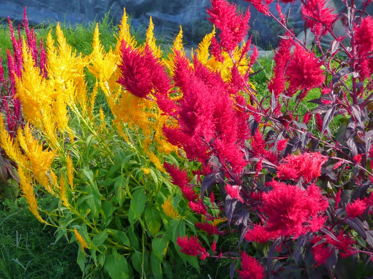 88 Temples Henro Pilgrimage in Shikoku and Onsen