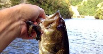 Fishing Ninja News: 9th Fish