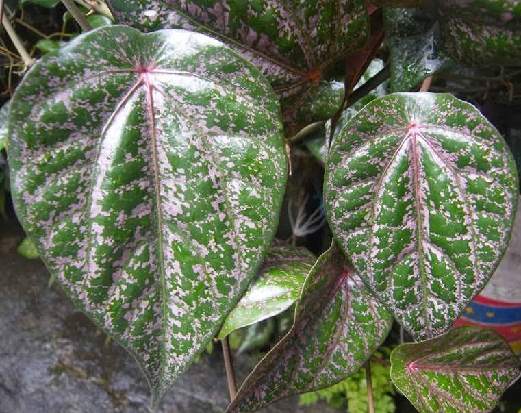 Manfaat Khasiat : Manfaat dan Khasiat Daun Sirih Merah untuk Penyakit ...