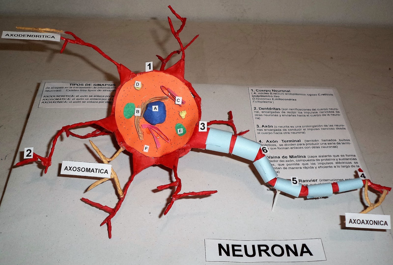 MAQUETAS, DIBUJOS Y DISEÑOS: Estructura de la NEURONA (maqueta)