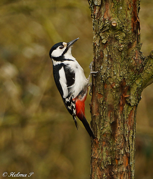 Helma's natuurfoto's: Grote Bonte Specht (Dendrocopos major)......