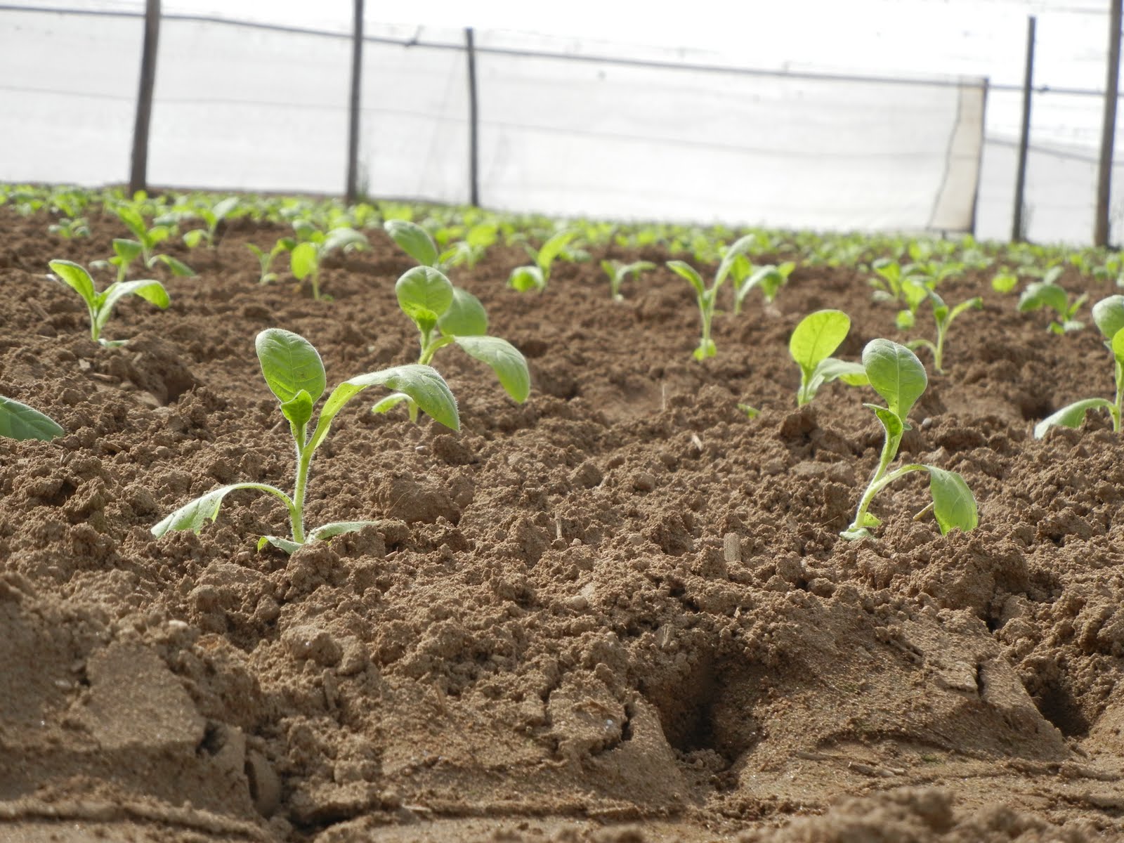 Heed the Fox: More Tobacco - Seedlings
