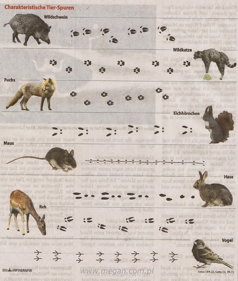 Łemkowyna, na Beskidzie Niskim: Tropy zwierząt