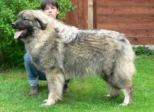 Perros Raza: Charplaninatz