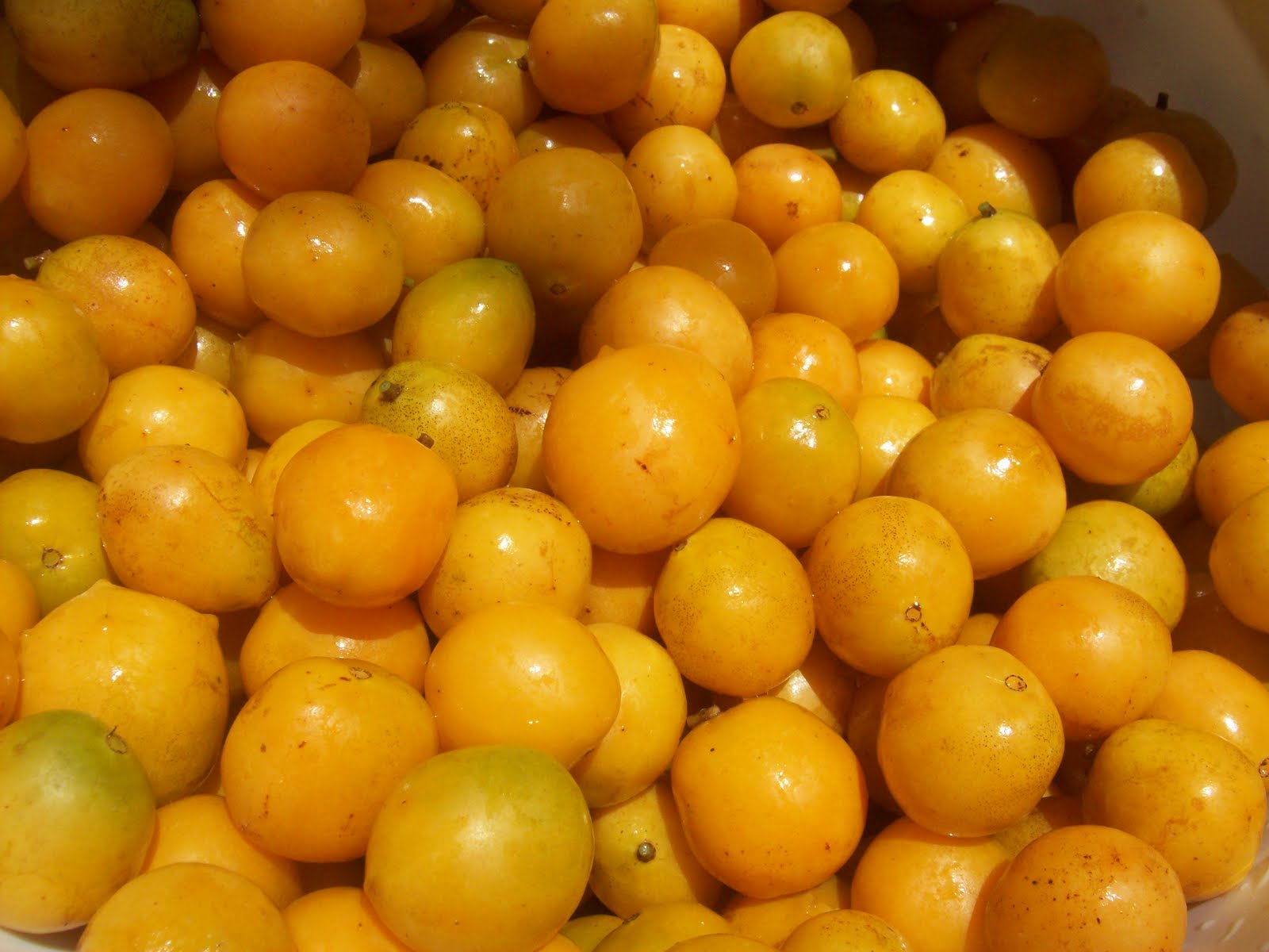 Fruta Amarela Pequena Redonda - FDPLEARN