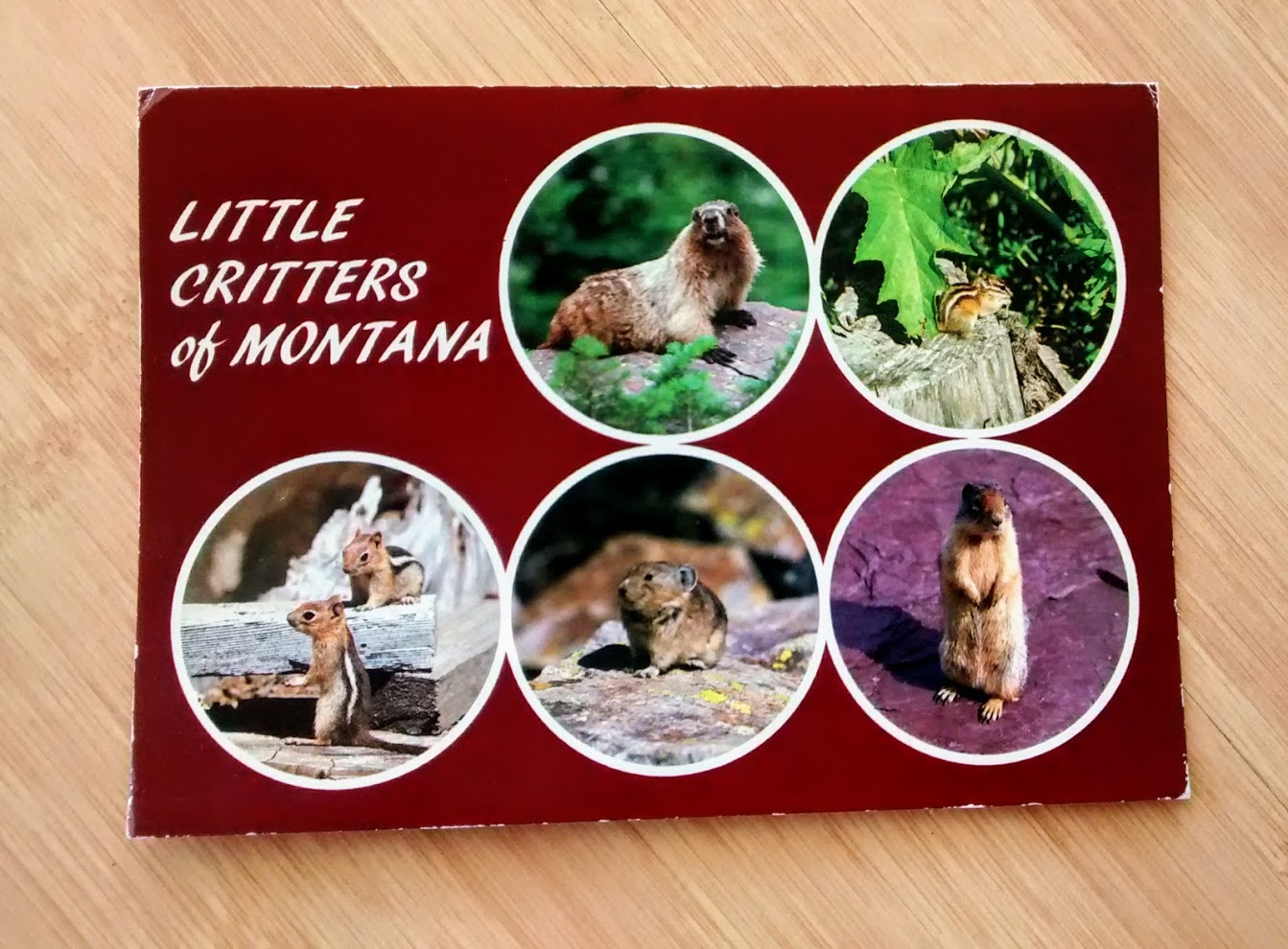 Squirrel Museum Cocoa Beach : Jennifer Utter