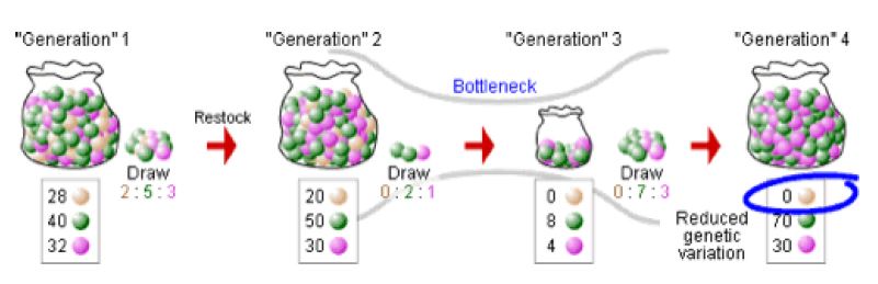 Bottleneck Effect Definition Example Video Lesson