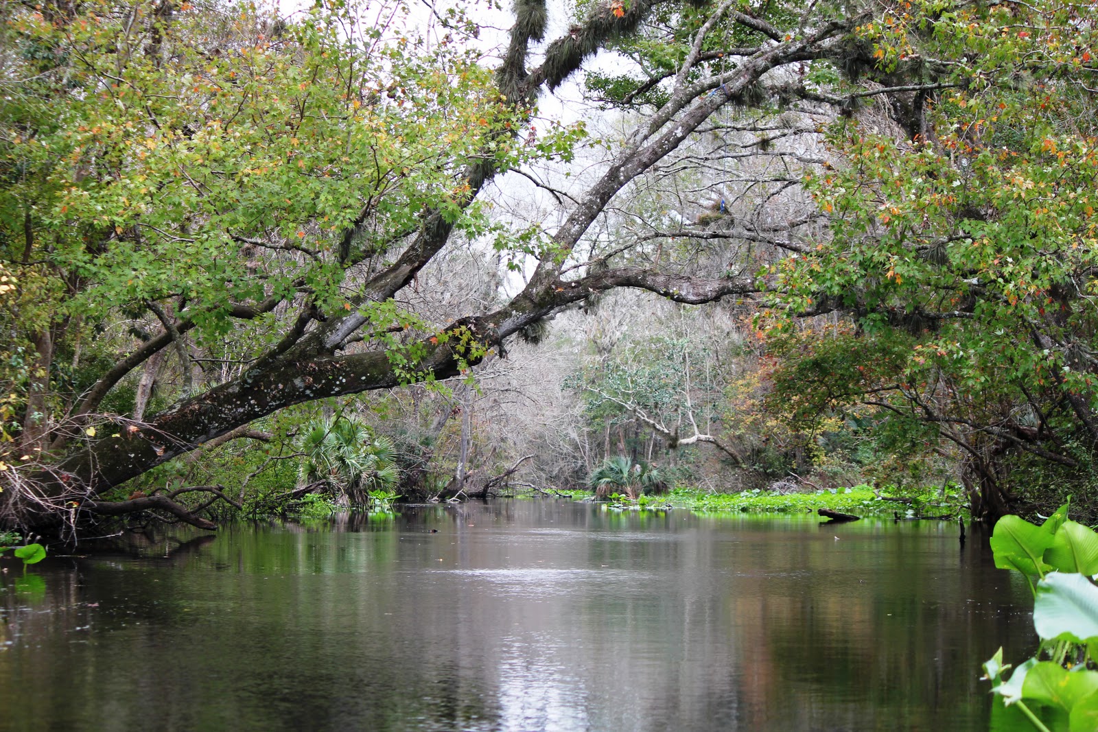 Views From Our Kayak: Wekiva River