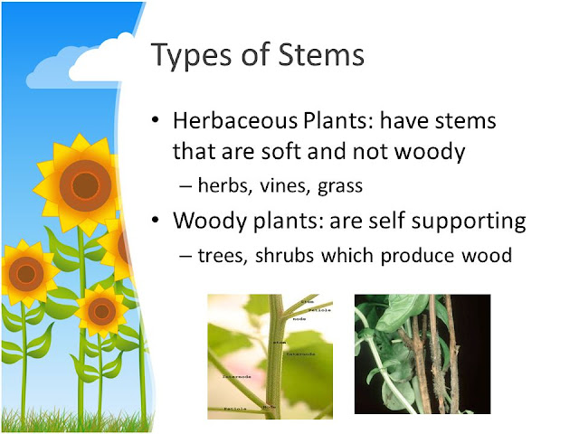 Types of stems ~ El blog de Montevil 3ºB