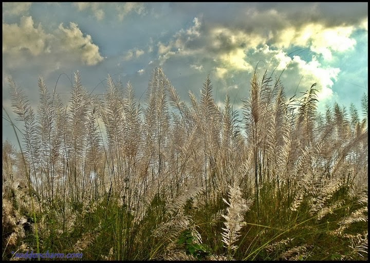 Beautiful kashful photo - Autumn Flower ~ Charming collection of Photos ...