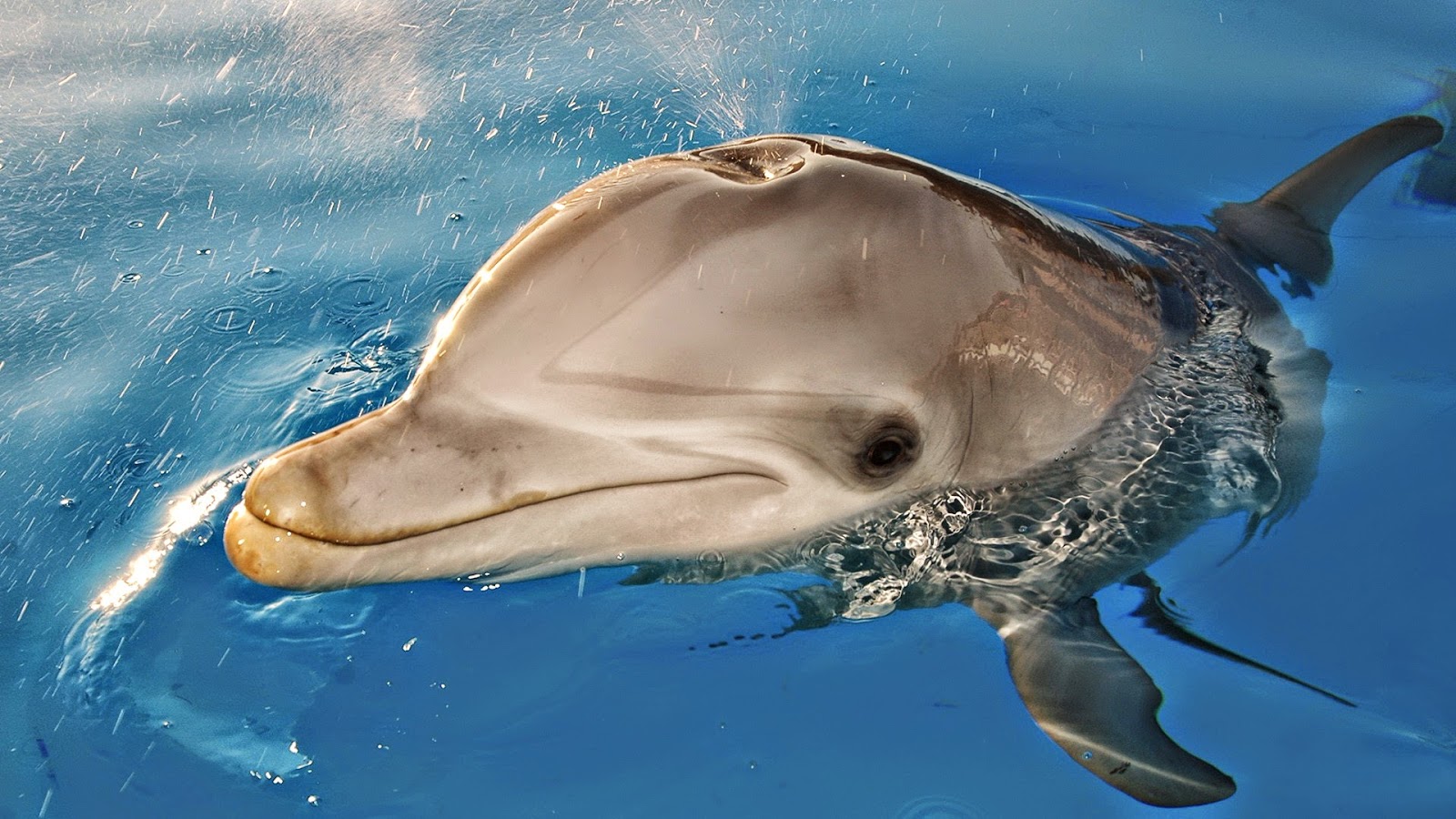 Dolphin - HD Wallpapers | Earth Blog