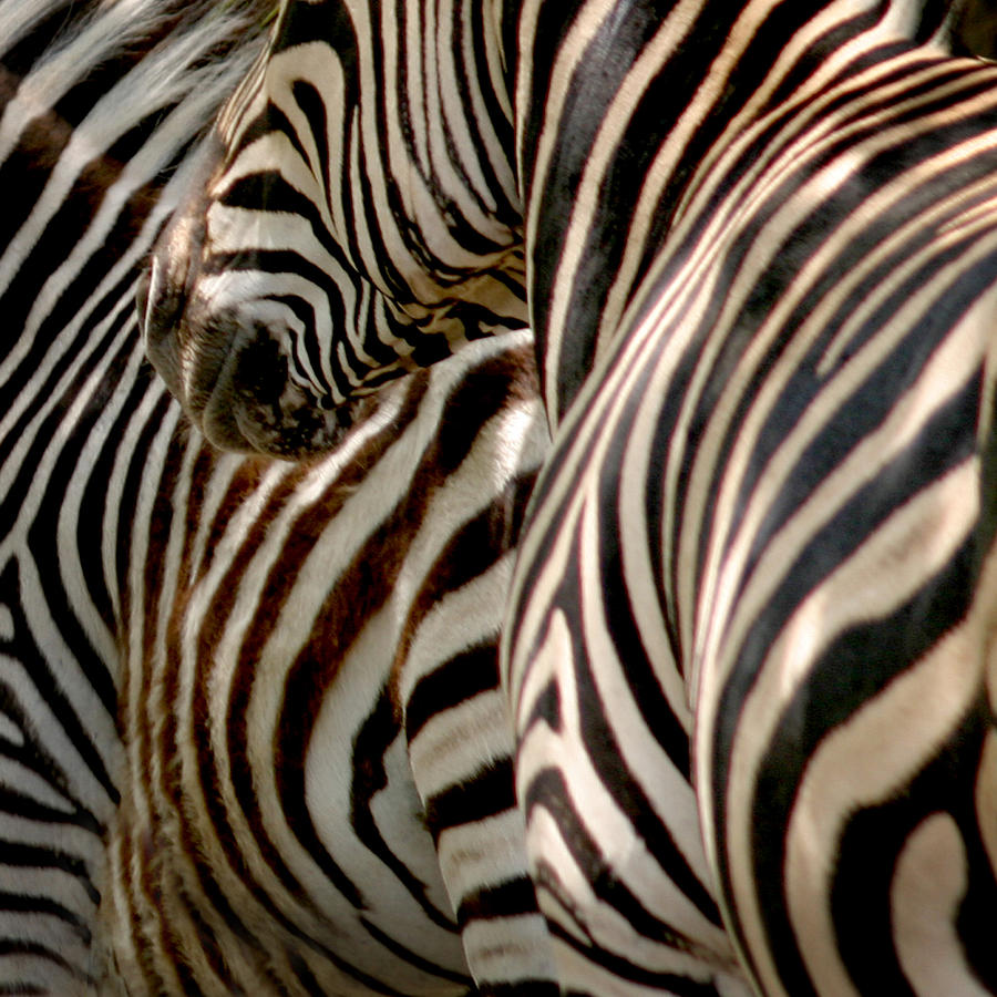 Cute Zebra Wallpapers 1