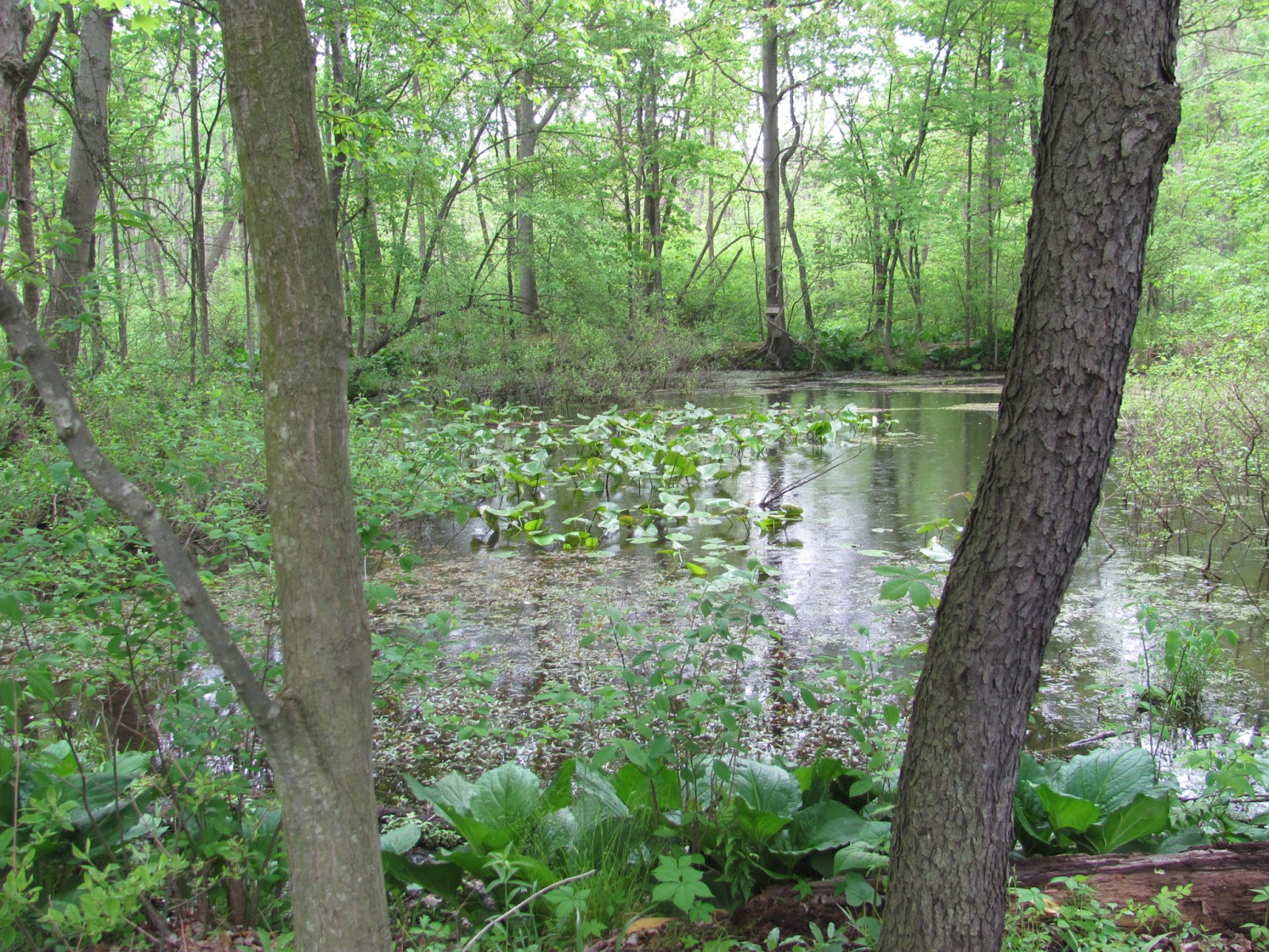 Terri of the Trails: The Great Marsh of the Indiana Dunes: Swamp ...