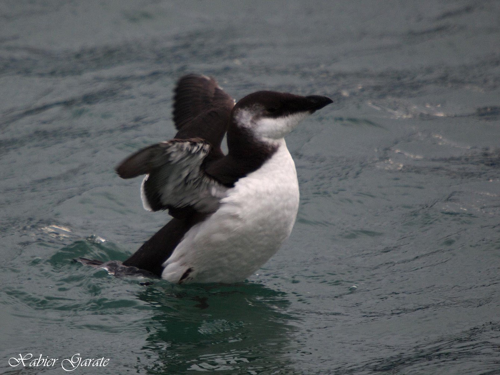 HEGAZTIKLIK: ALCA (Alca torda)