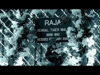 In-Sync Exotics' Cat Tales: A Special Day of Remembrance