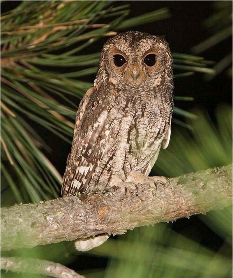 Sure, OWL can be Your Best Partner: Beberapa Jenis OWL