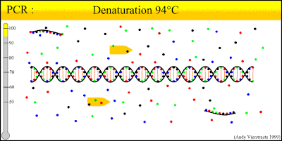 Polymerase Chain Reaction