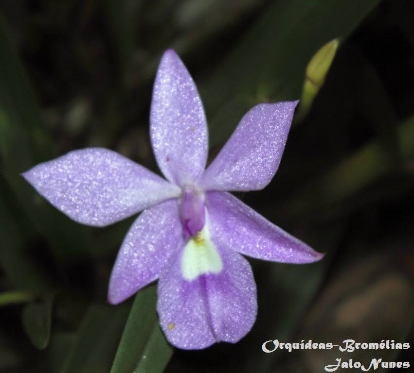 ORQUÍDEAS * BROMÉLIAS: Dimerandra Emarginata - flores 2014