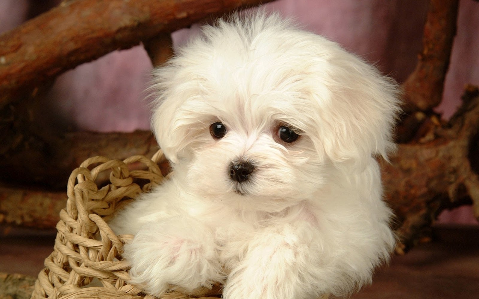 Cute&Cool Pets 4U: Cute White Maltese Puppies