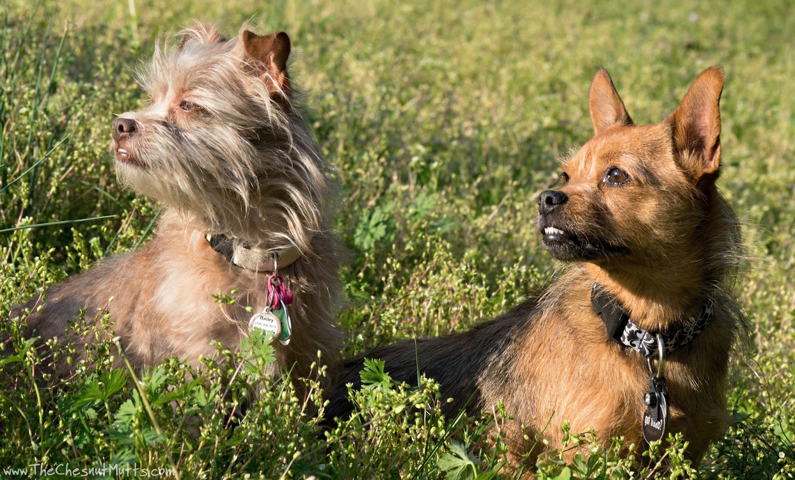 Review: Enjoying the Sounds of Silence with FreezeTag™ | The Chesnut Mutts