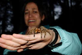 La aracnofobia - Psicologia - Autoayuda - Autoestima - Felicidad