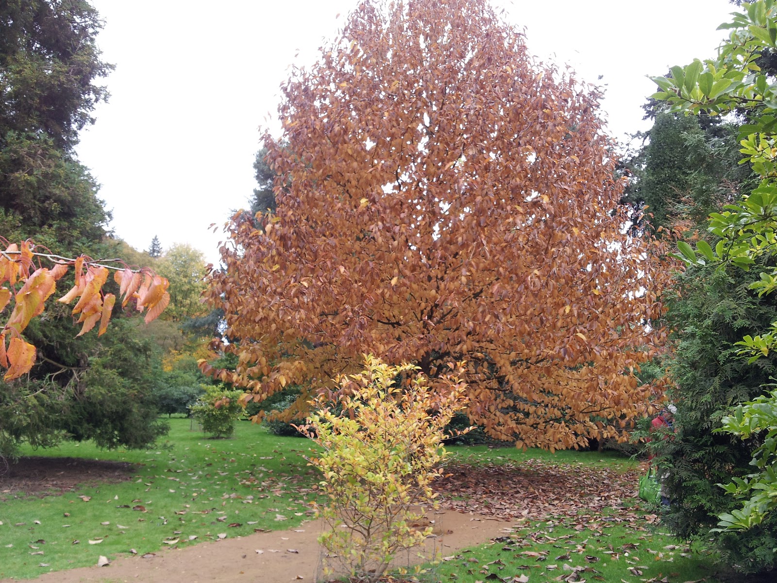 Random Distractions: November 2012