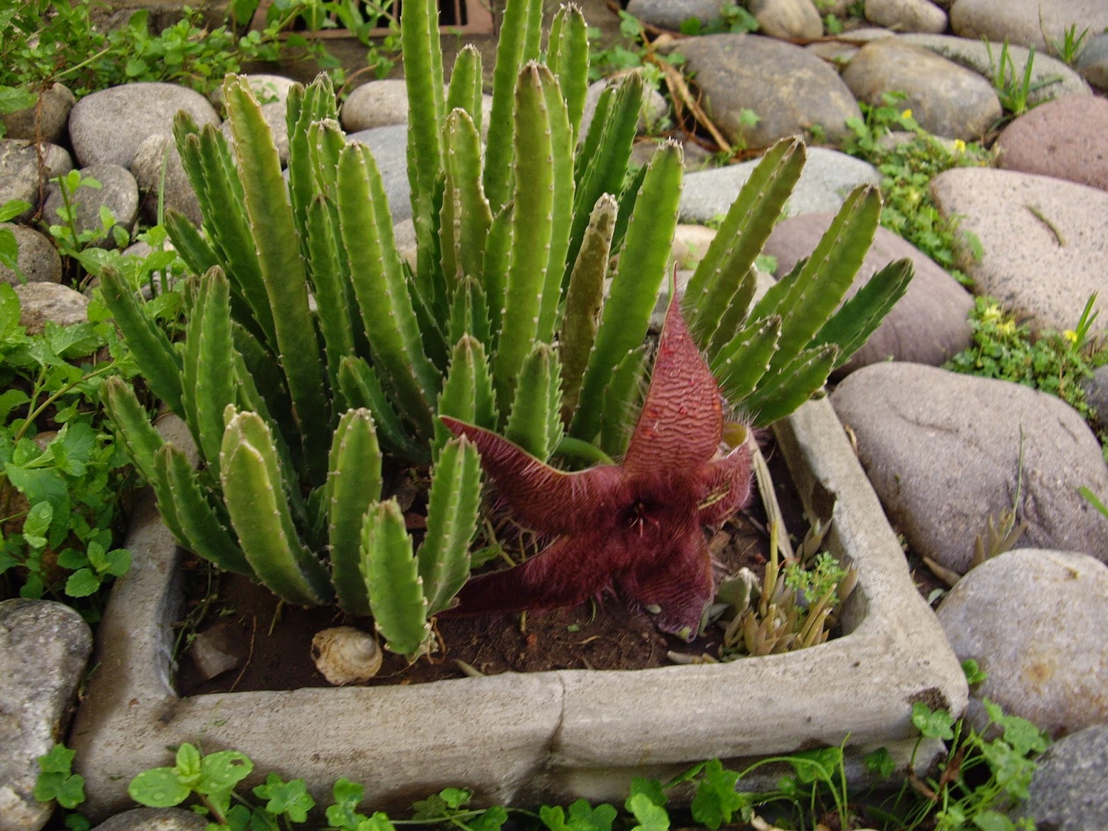 tutuna mituna: Stapelia / Flor estrella