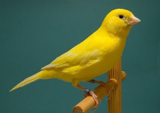 Cocteil de Cuvinte: Canarul