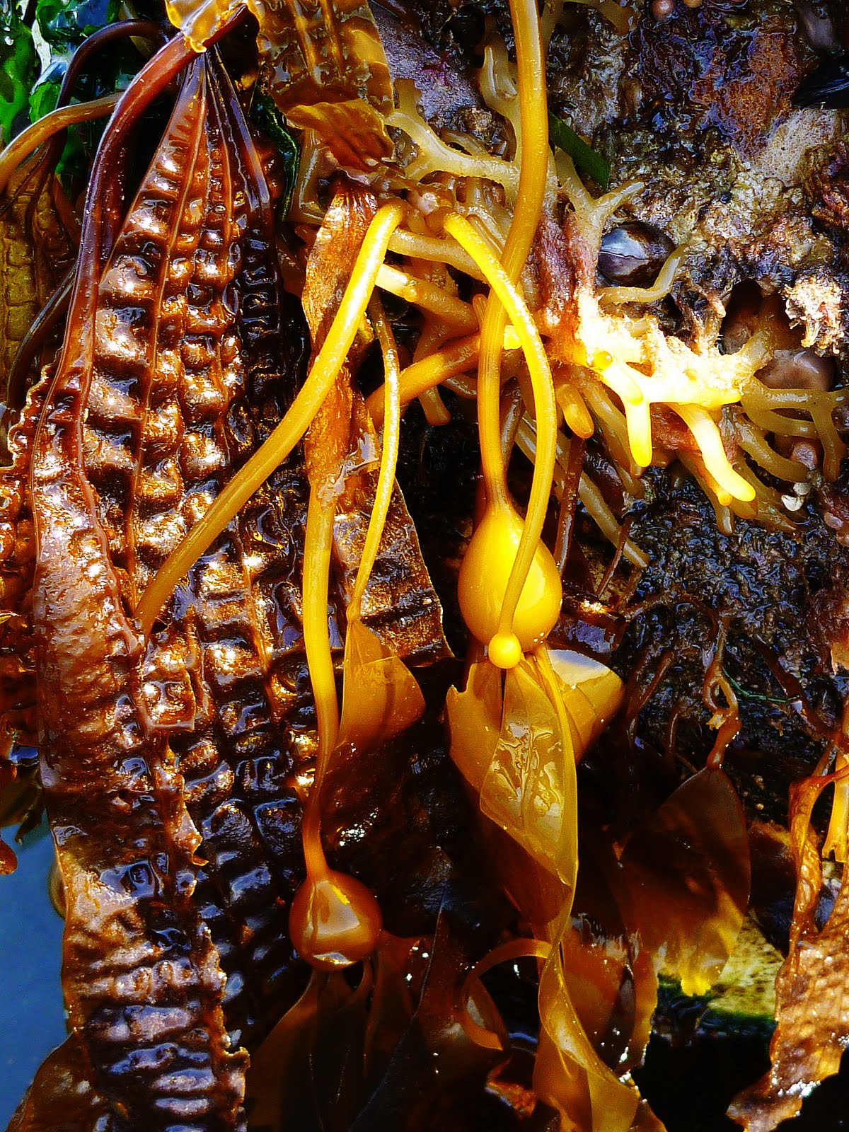 Buzz's Marine Life of Puget Sound: Algae-Seaweed-Sea Grass
