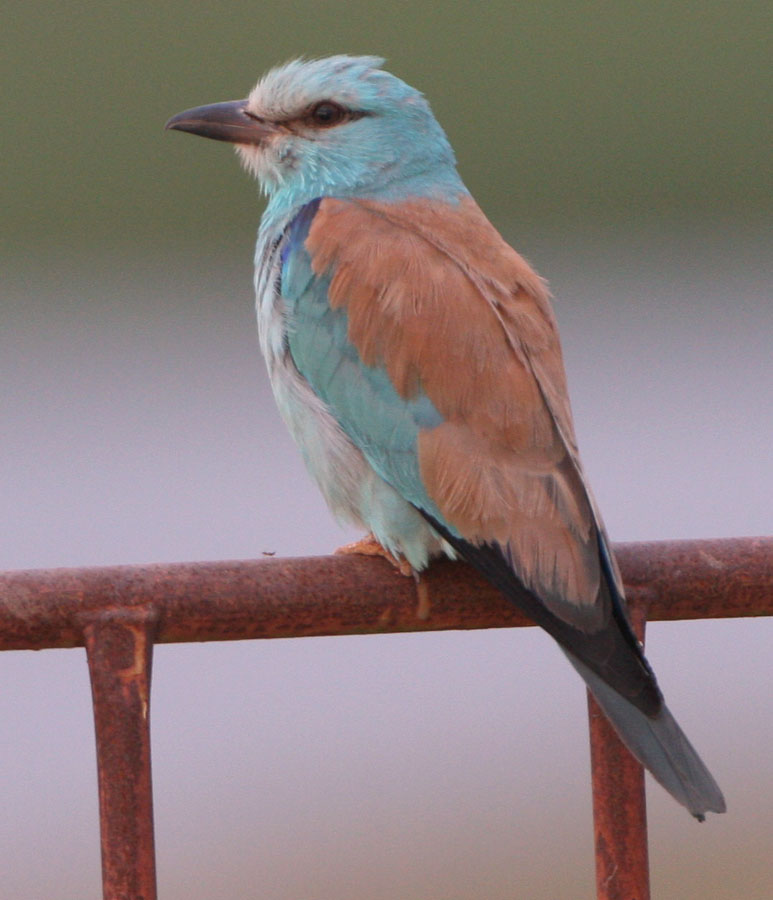 Mandy West Wildlife Photography: Algarve Birds