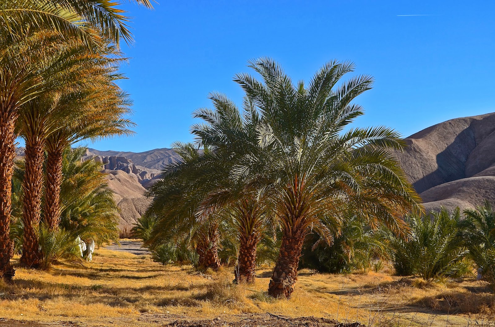 The Journey of a Lifetime: The China Ranch Date Farm