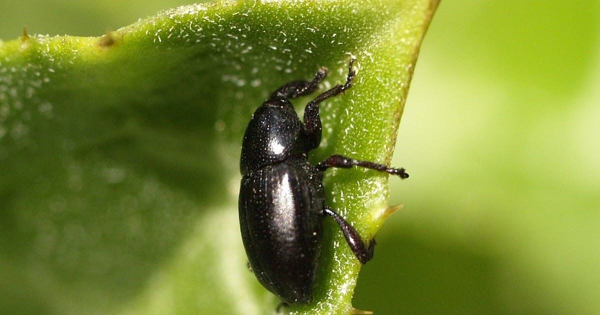 Variety of Life: Baris