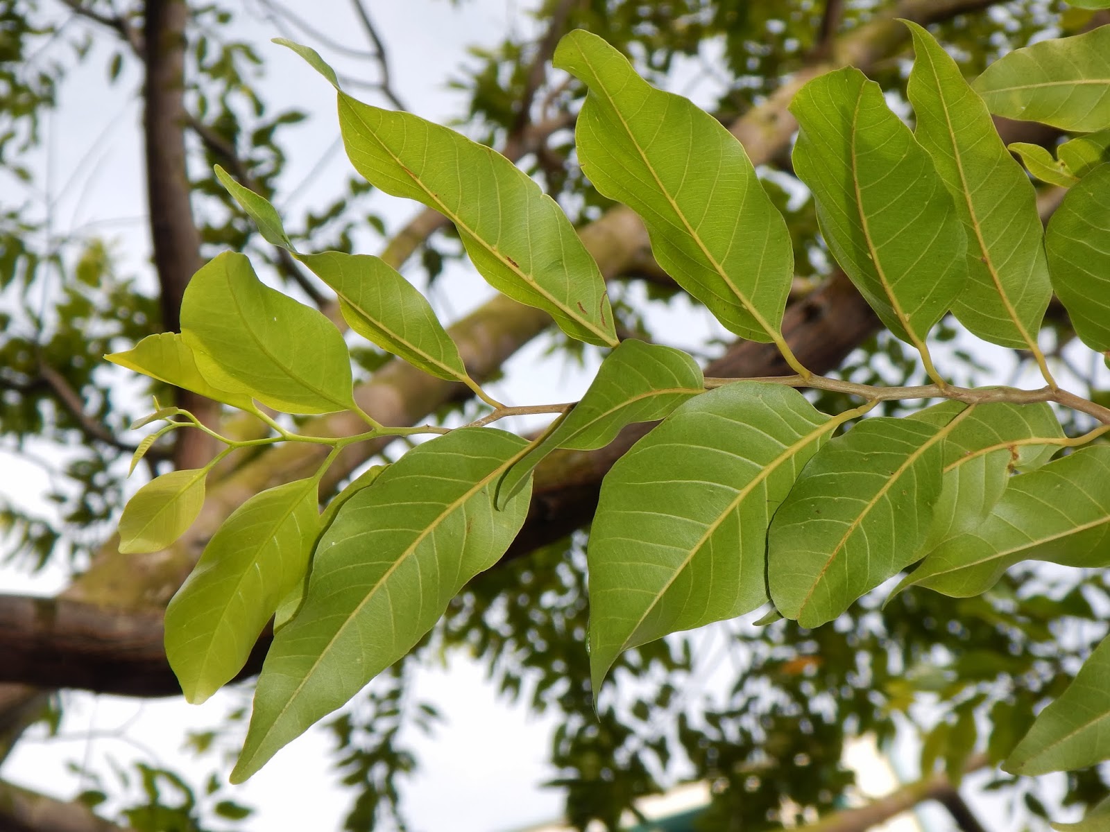 Montreal Green Park: Chengal Pasir