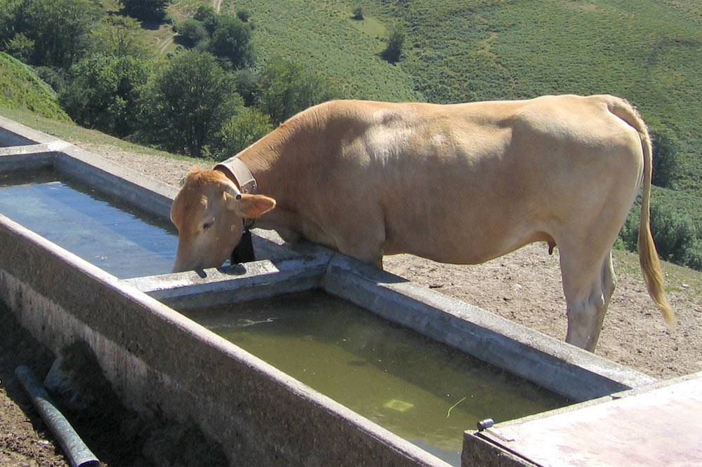 French Vocabulary Illustrated: abreuvoir