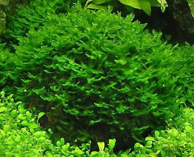 Pellia Monosolenium Tenerum - Jelly-like plant | Flora Aquatica ...