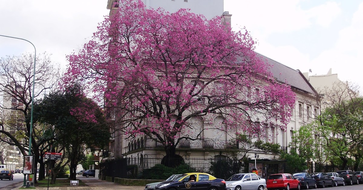 Lapacho trees in bloom Spring 2017 | My Buenos Aires Travel Guide