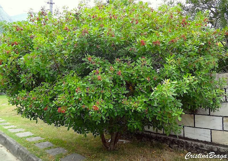 O CULTIVO A VIDA: Aroeira - pimenteira