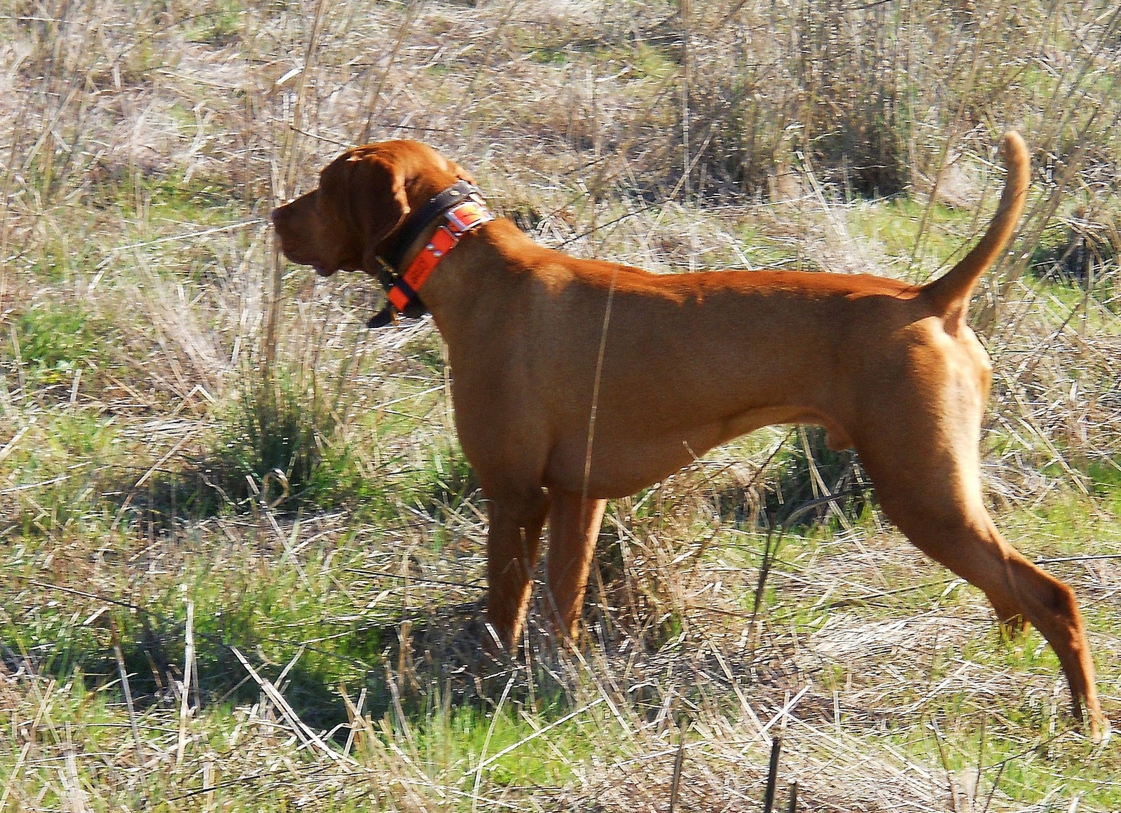 redbirddog - a hungarian pointer (vizsla) blog: On Point - A Pheasant ...