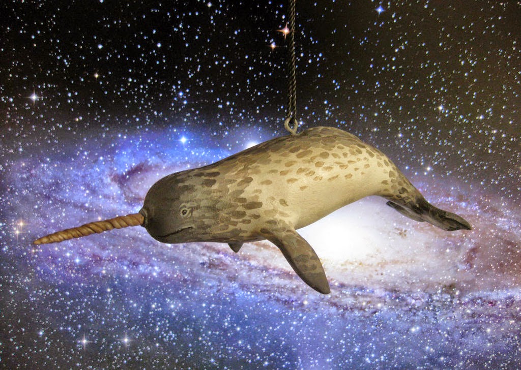 NARWHAL photos - wallpapers | the fun bank
